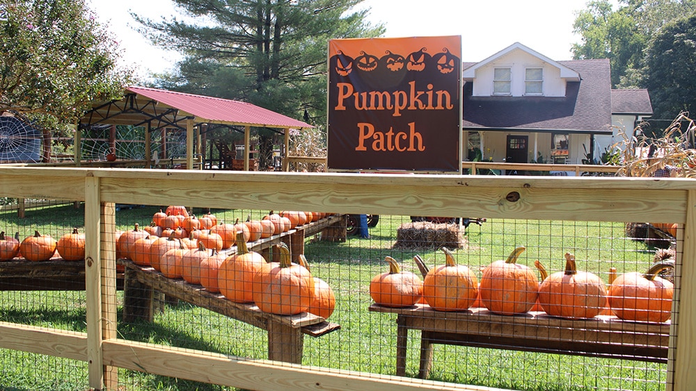 Farm combines pumpkin carving and goats for unique fall family fun ...