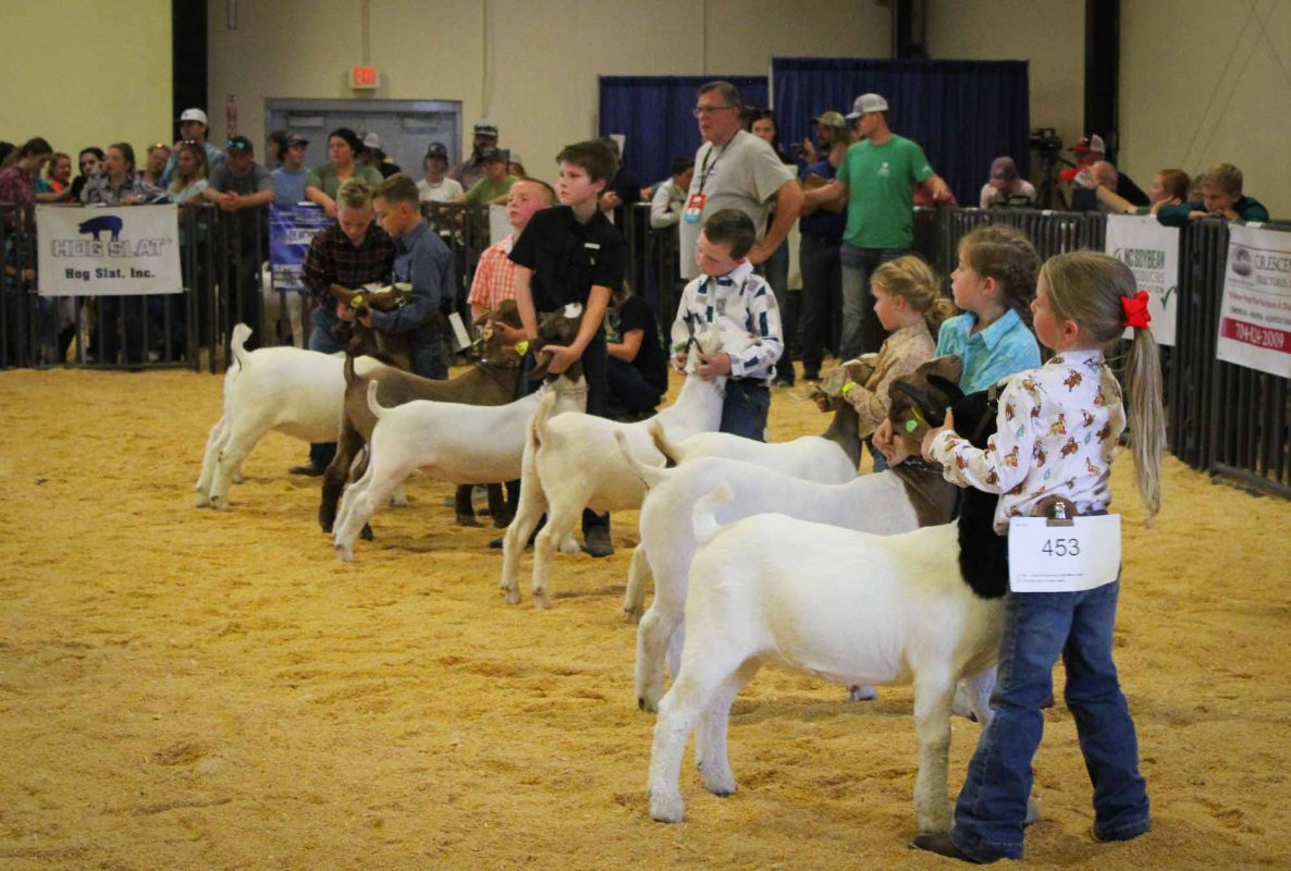 After months of preparation, kids and teens show off their animals at ...