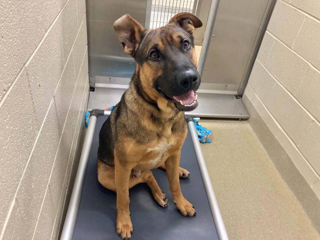 Animal shelters are trying to lower North Carolina’s euthanasia rate ...